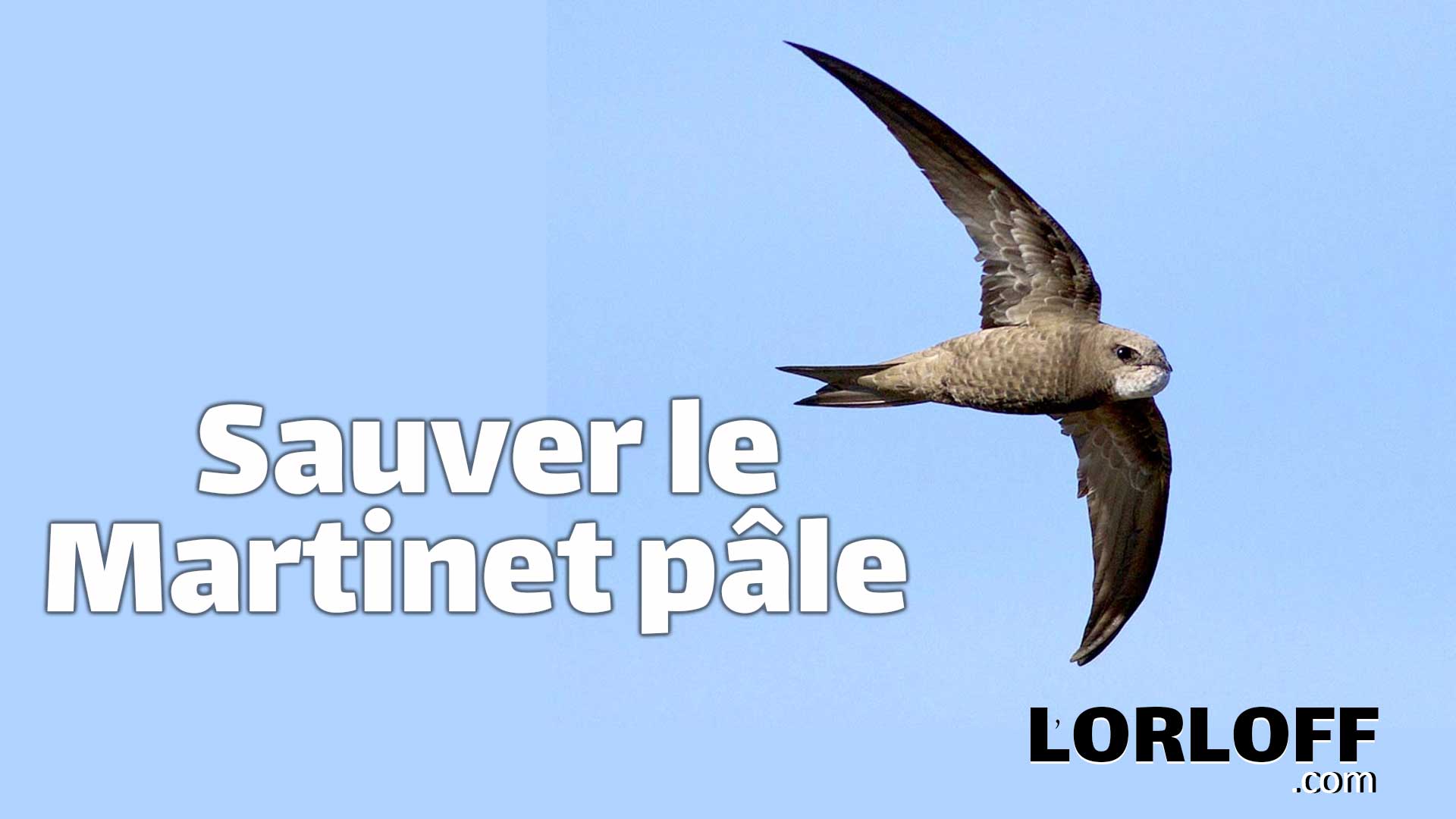 Après une longue migration, le Martinet pâle est de retour en Tunisie ...