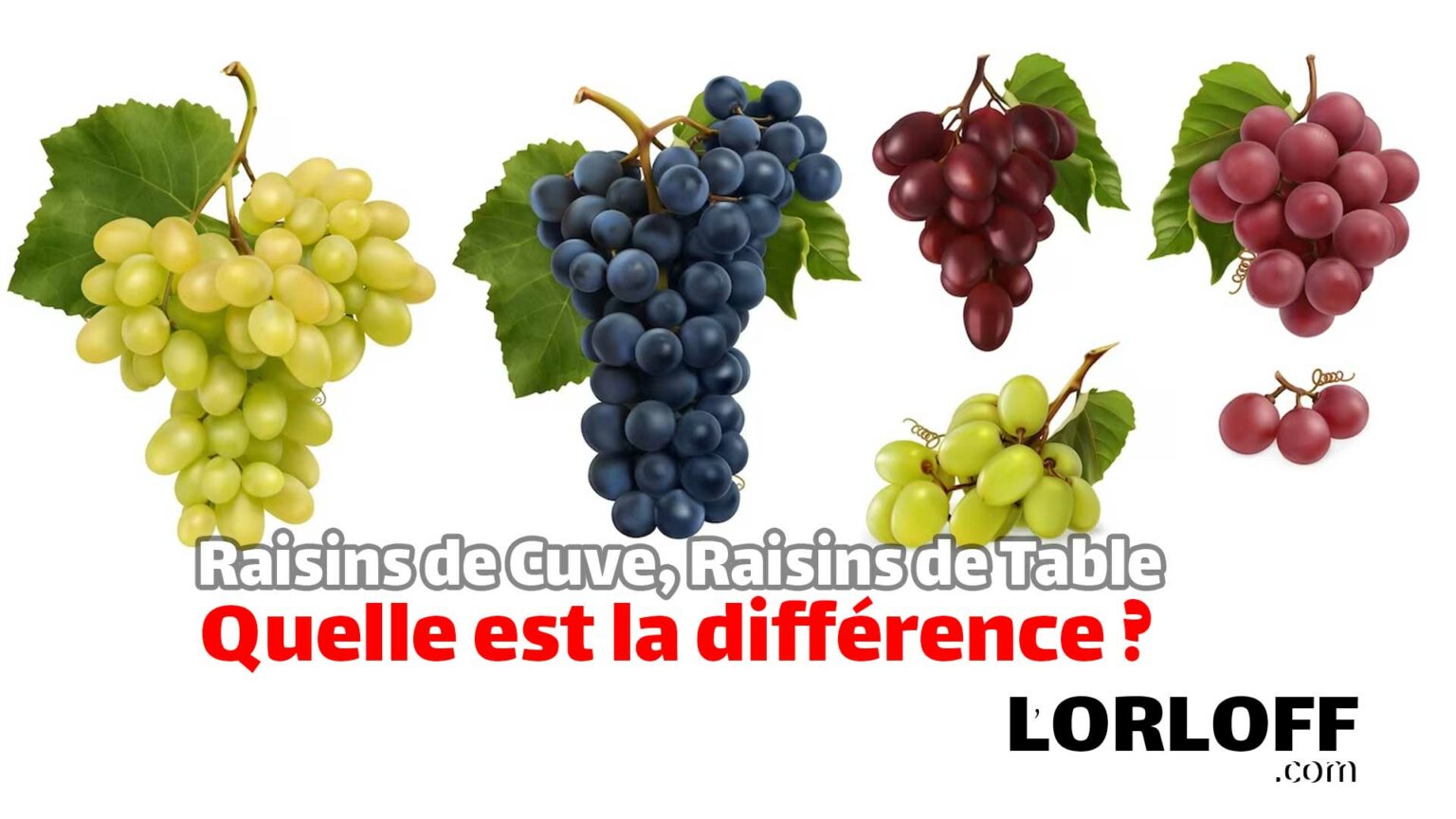 Raisin de cuve ou raisin de table : Quelle est la différence ? - L'ORLOFF