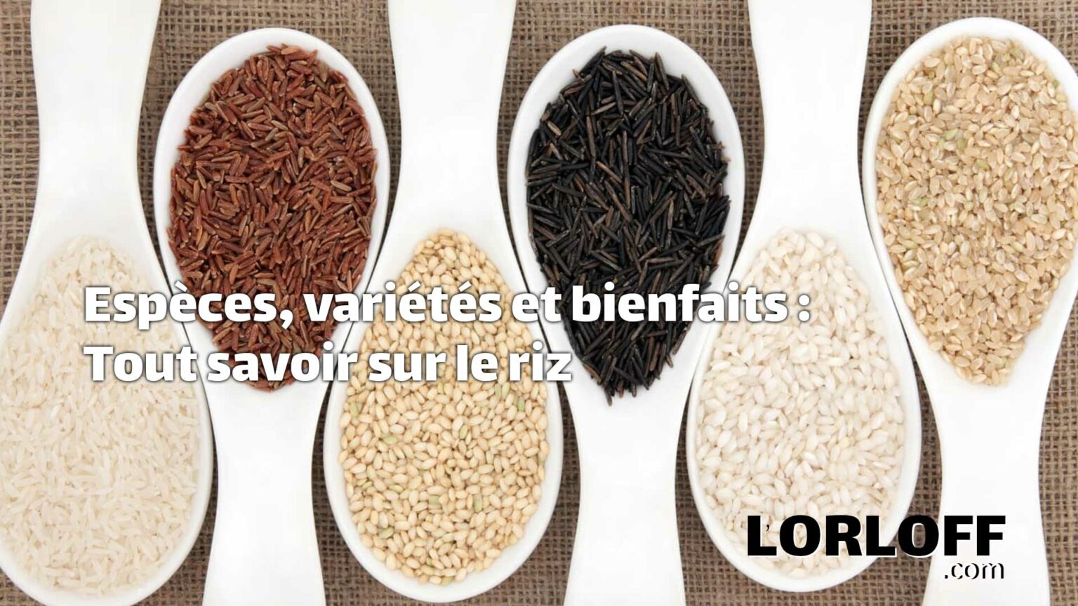 Espèces, variétés et bienfaits : Tout savoir sur le riz - L'ORLOFF