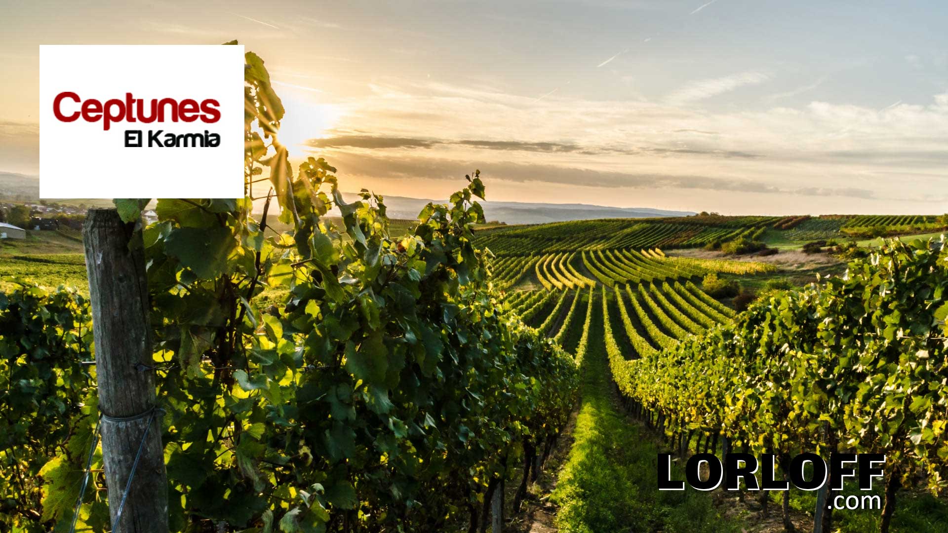 Ceptunes, l'histoire de la Cave Vinicole de Grombalia - L'ORLOFF