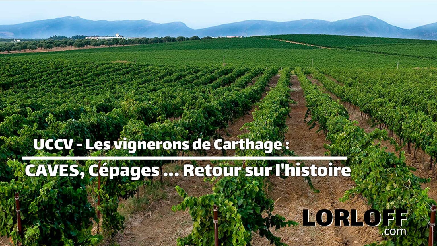 UCCV - Les vignerons de Carthage : CAVES, Cépages ... Retour sur l ...