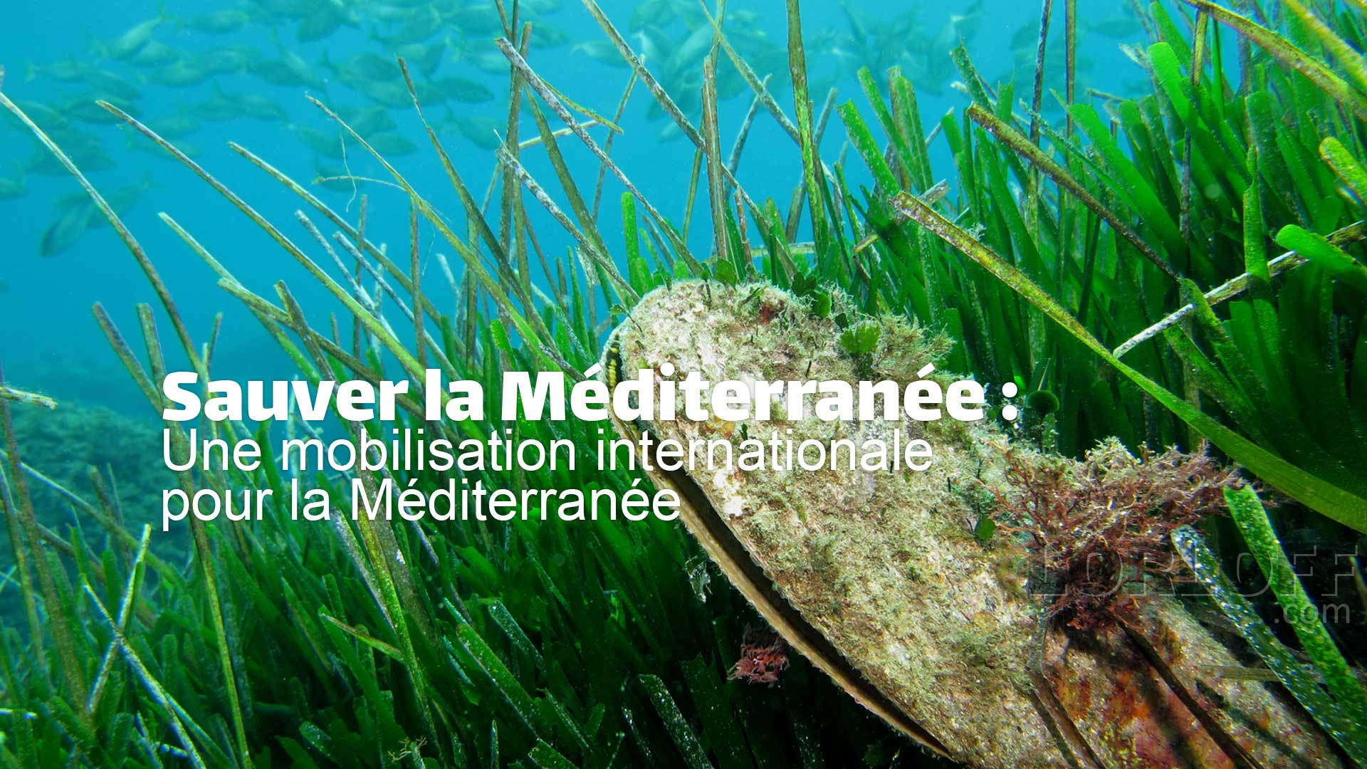 Sauver la Méditerranée : Une mobilisation internationale pour la ...